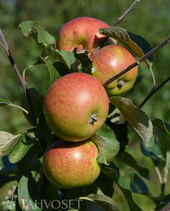 Omenapuu 'Dace' – Puutarhaliike Reiman Oy - Puutarhamyymälä ...